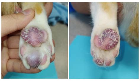 Pododermatitis Plasmocitaria Caso Clínico Y Discusión De La Literatura