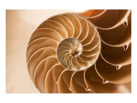 Fibonacci Pattern In A Shell Poster At AllPosters Com Tablolar