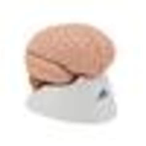 3b Scientific Human Brain Model Human Brain Model Includes 4 Parts