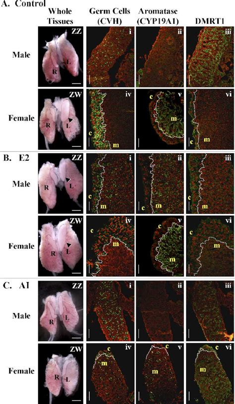 Morphology And Expression Of Gonadal Sex Markers In E9 5 Gonads Download Scientific Diagram
