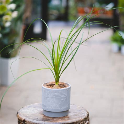 トックリラン ノリナ ポニーテール 株元がぽってりしていてかわいい 3号 徳利蘭 細葉が少 丈夫 観葉植物 【公式】シャン・ド・フルール