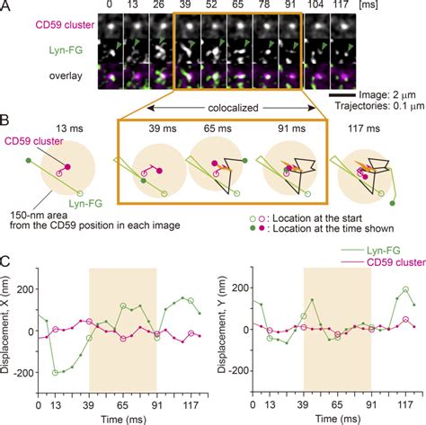 High Speed Simultaneous Two Color Single Molecule Imaging Showed