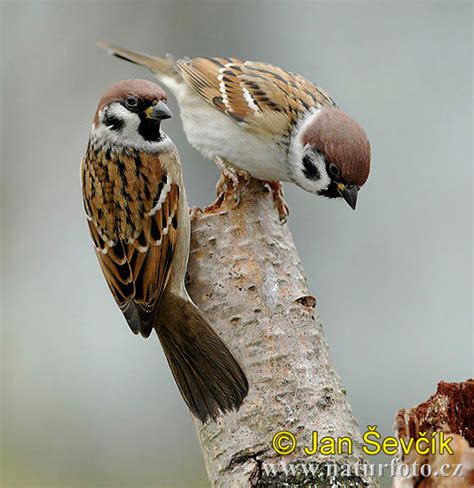 Tree Sparrow Photos Tree Sparrow Images Nature Wildlife Pictures Tree Sparrow Photos Tree Sparrow Images Nature Wildlife Pictures