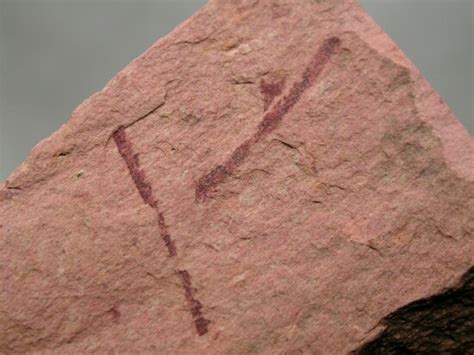 Ordovician Graptolite Fossil