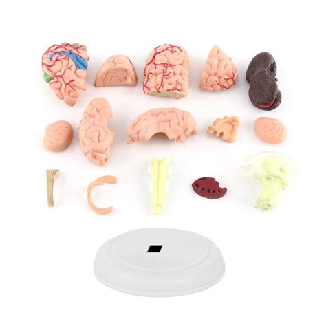 High Quality 4d Disassembled Human Brain Model For Australia Ubuy