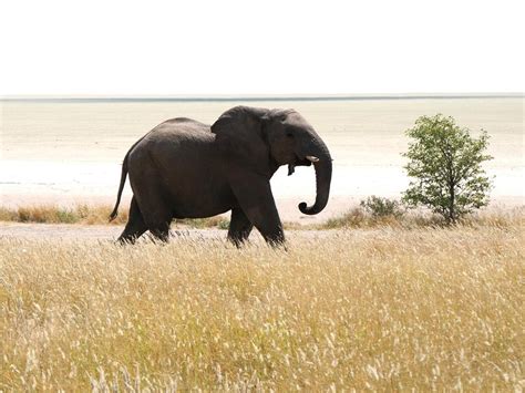 Namibia Etosha Nationalpark Unsere Top Highlights Impala Tours