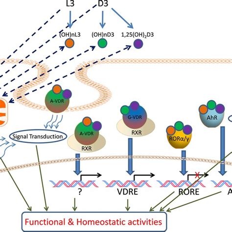 Vitamin D3 And L3 Target Receptors And Mitochondria For Regulation Of