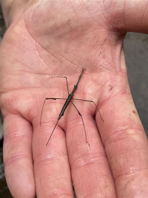 Young Stick Bug R Entomology