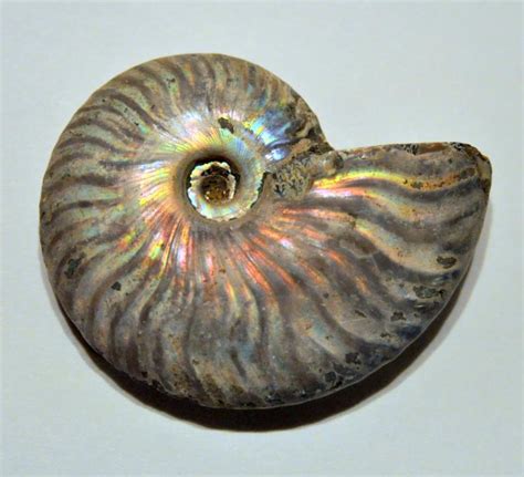 Opalized Ammonite Specimen Fossil