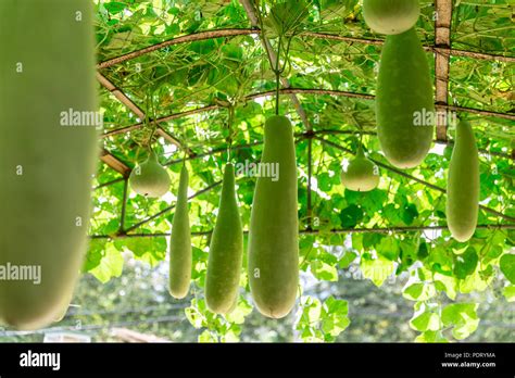 Long Calabash Gourd Big Hanging Vegetable Vine Green In Countryside