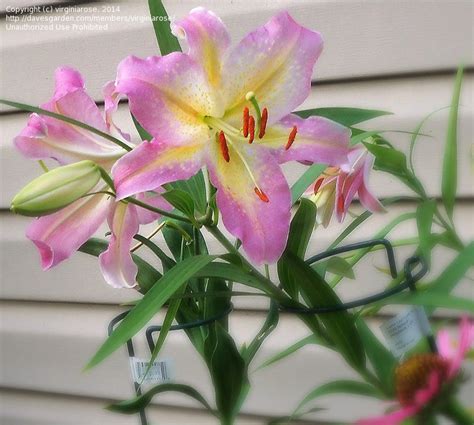 Plantfiles Pictures Oriental Lily Tom Pouce Lilium By Kooger Plantfiles Pictures Oriental Lily Tom Pouce Lilium By Kooger