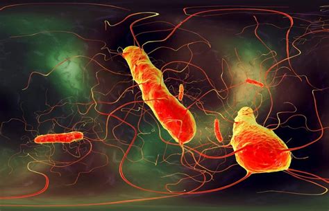 Clostridium Difficile Diagnosing And Treating A Deadly Superbug Medinstech