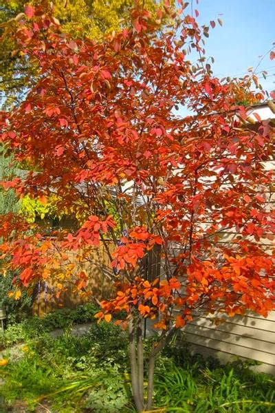 Buy Autumn Brilliance Serviceberry Free Shipping Wilson Bros