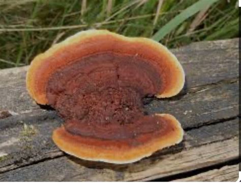 Ganoderma Lucidum Spore Ganoderma Is The Most Potent And Most Loved Medicinal Part Of The