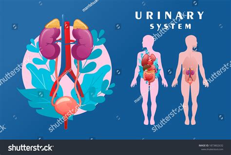 Excretory System In Human Over 1110 Royalty Free Licensable Stock