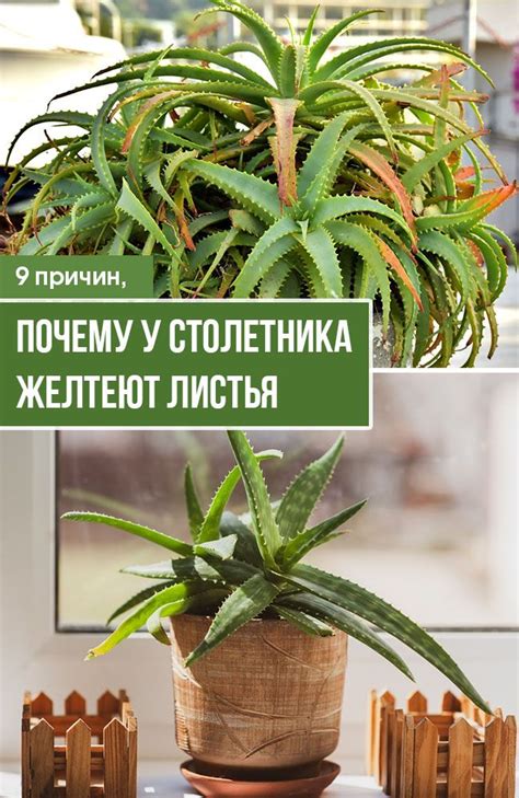 9 причин, почему у столетника желтеют листья | Садоводство на балконе ...