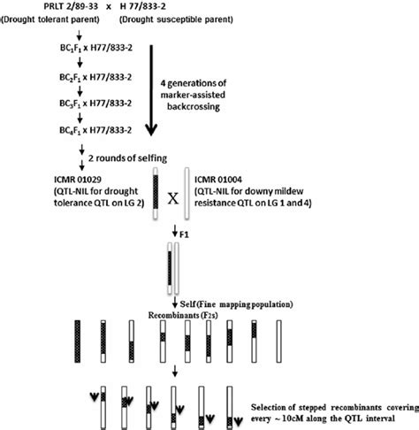 Diagrammatic Representation Of The Genetic Strategy Undertaken For