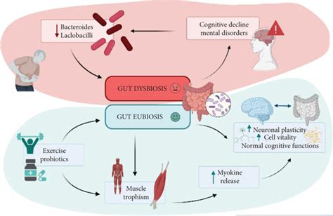 A Representation Of The Gut Eubiosisdysbiosis Effects On Brain And