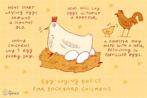 Chickens Mating Process