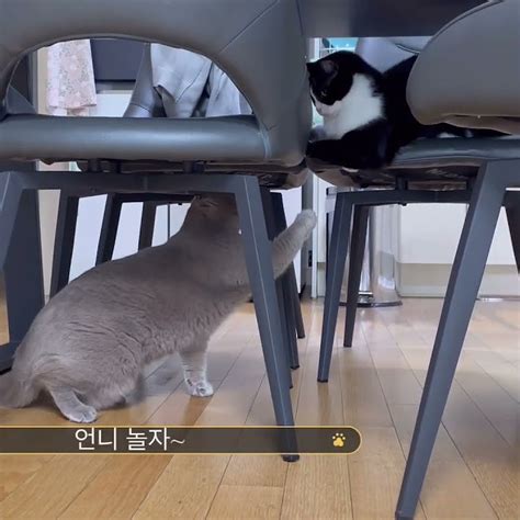 베리랑 놀고 싶은 블루 고양이자매 안놀아 줘서 블루 삐졌어요 Youtube