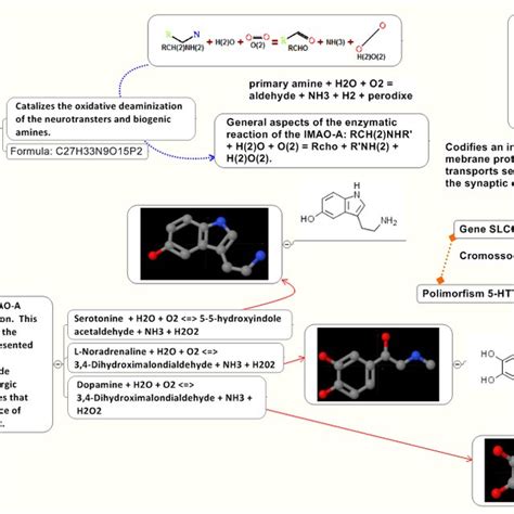 The Neurobiological Dimensions Of Aspd Under Focus Download Scientific Diagram