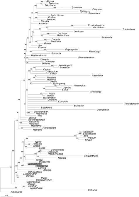 phylogenetic tree inferred by raxml using nucleotide sequences of 37