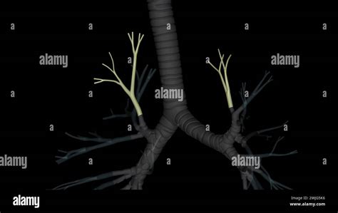 The Apical Segmental Bronchus Is The Most Superior Bronchus Of The Posterior Aspect Of The