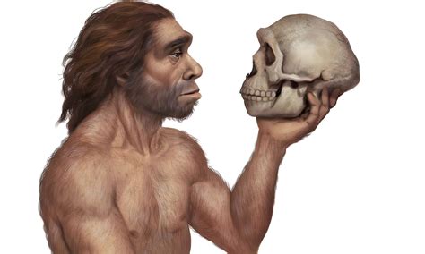 Neanderthal Animal Facts Homo Neanderthalensis A Z Animals