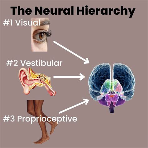 the neural hierarchy — neuro train