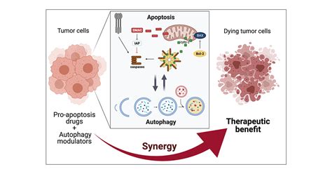 Apoptosis
