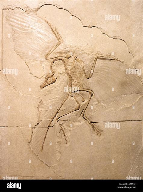 Archaeopteryx Fossil Discovered By At Jennie Wilson Blog