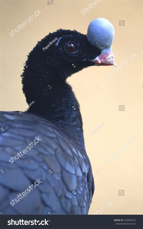 24 Pauxi Pauxi Images, Stock Photos & Vectors | Shutterstock