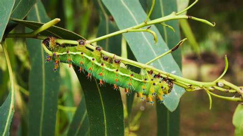 The Complete List Of Australian Caterpillars