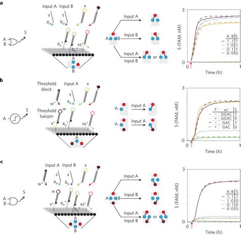 Researchers Construct Computational Circuit Boards With Dna Uw