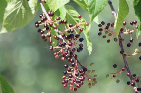 Sweden Sambucus Nigra City Of Linkoping Ostergotland Province Stock