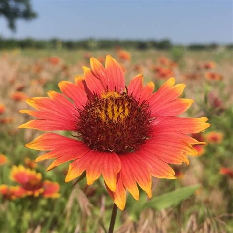 Laura Jill Stephens Youtube