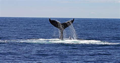 Amazon Introduces Live Tail In Cloudwatch Logs For Real Time Exploration Fabrizio Rametta