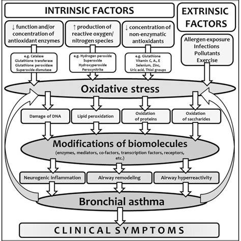 oxidative stress in the context of bronchial asthma development