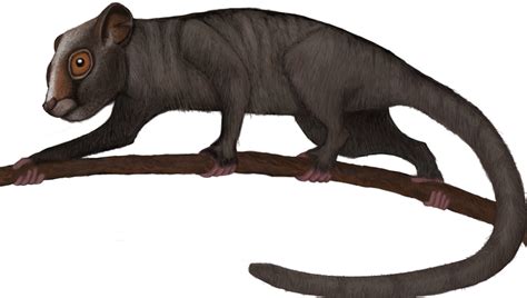 First Primates On Earth