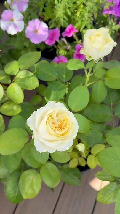 20250705 Rose Butter Cup 月季「奶油杯」第二輪花開。rose Roseflower