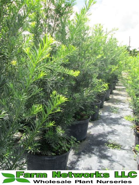 Podocarpus Podocarpus Macrophyllus Podocarpus Maki Podocarpus