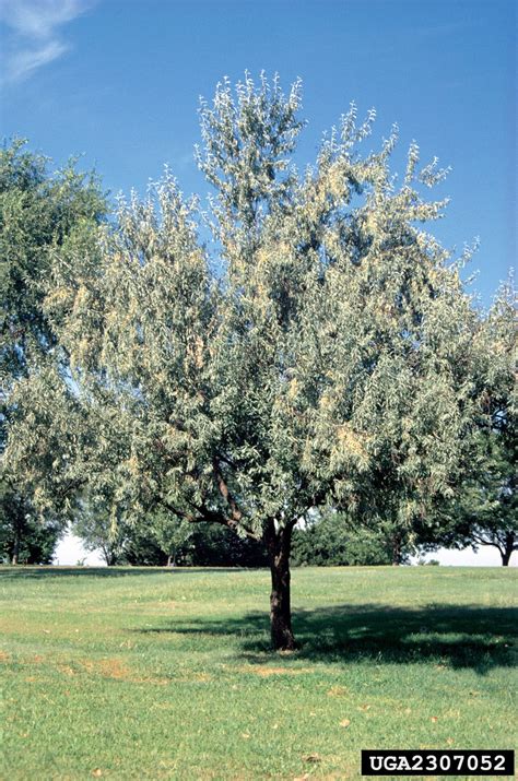 Russian Olive Nonnative Invasive Plants Of Southern Forests A Field