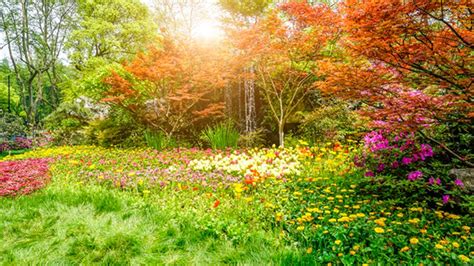 Beautiful Colorful Flowers Greenery Nature Sunlight Background Hd Green
