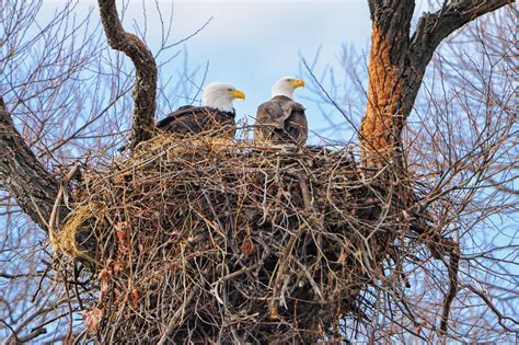 Bald Eagle Nest Site Selection Project Bw Tjepkes