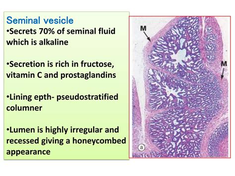 Histology Of Male Reproductive System Pdf