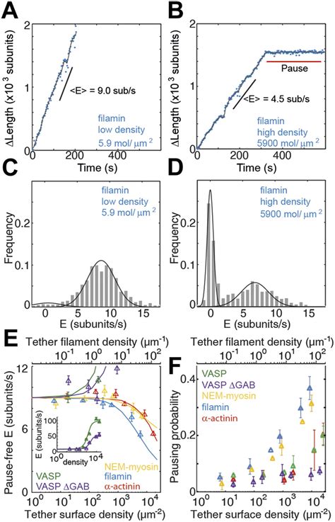 Barbed End Actin Filament Elongation As A Function Of The Surface Download Scientific Diagram