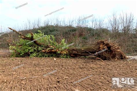 A Tree Uprooted By The Wind Fallen To The Ground And With Its Roots Uncovered Stock Photo