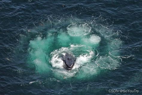 群体智能优化算法之鲸鱼优化算法鲸鱼优化算法和灰狼优化算法 Csdn博客