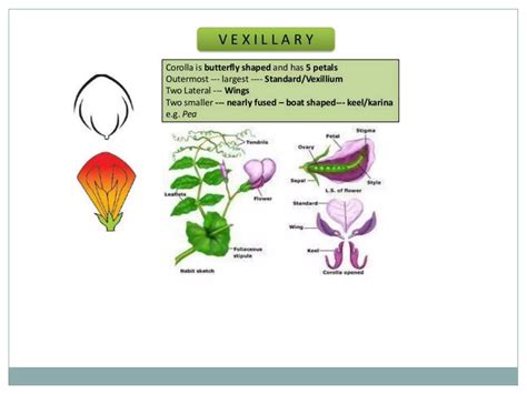 Types Of Roots And Plant Classification PPT