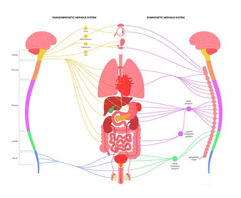 Autonomic Nervous System 17 By Science Photo Library